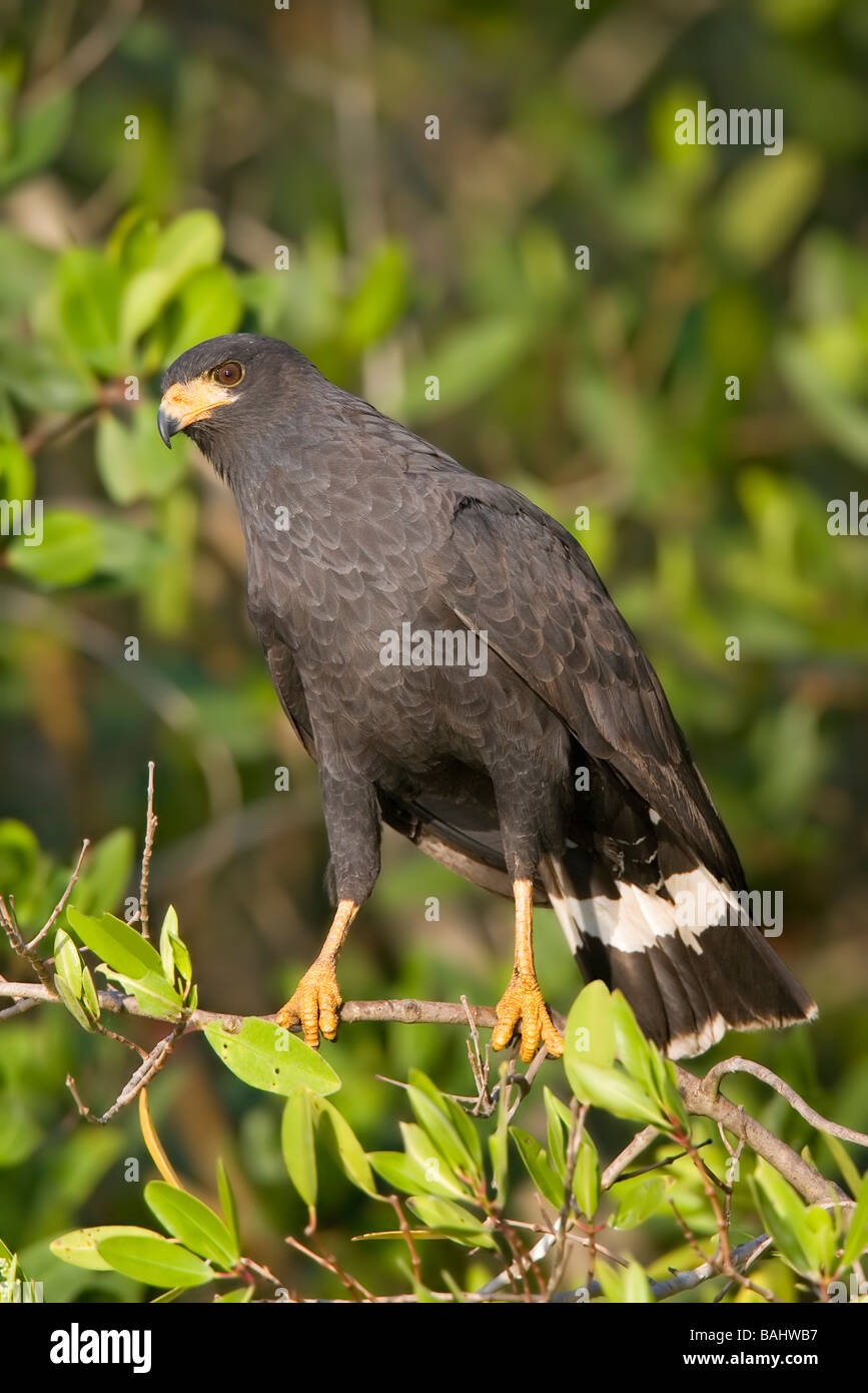 Common Black Hawk Buteogallus anthracinus San Blas Nayarit Mexico 28 ...