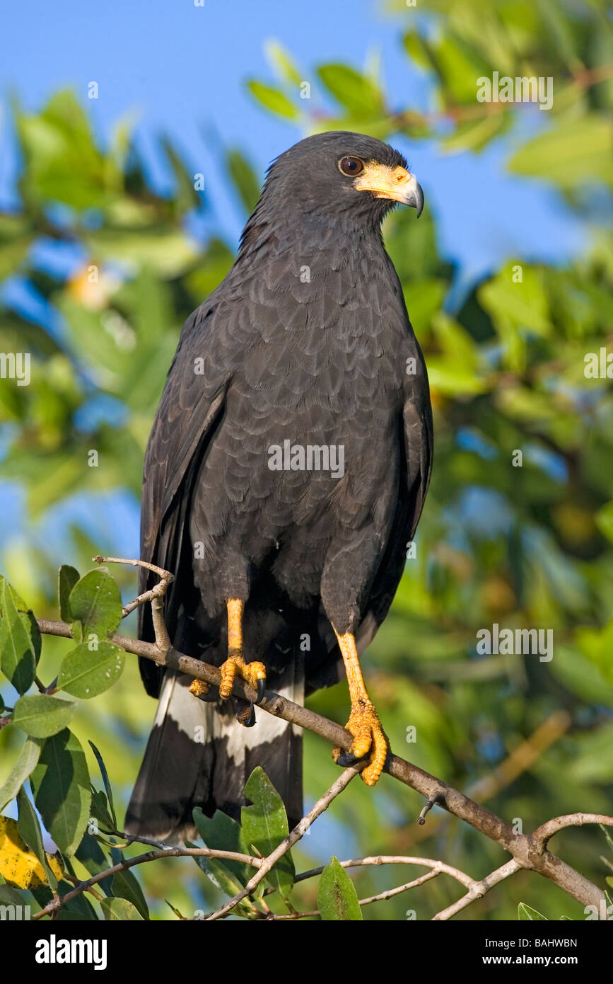 Common Black Hawk