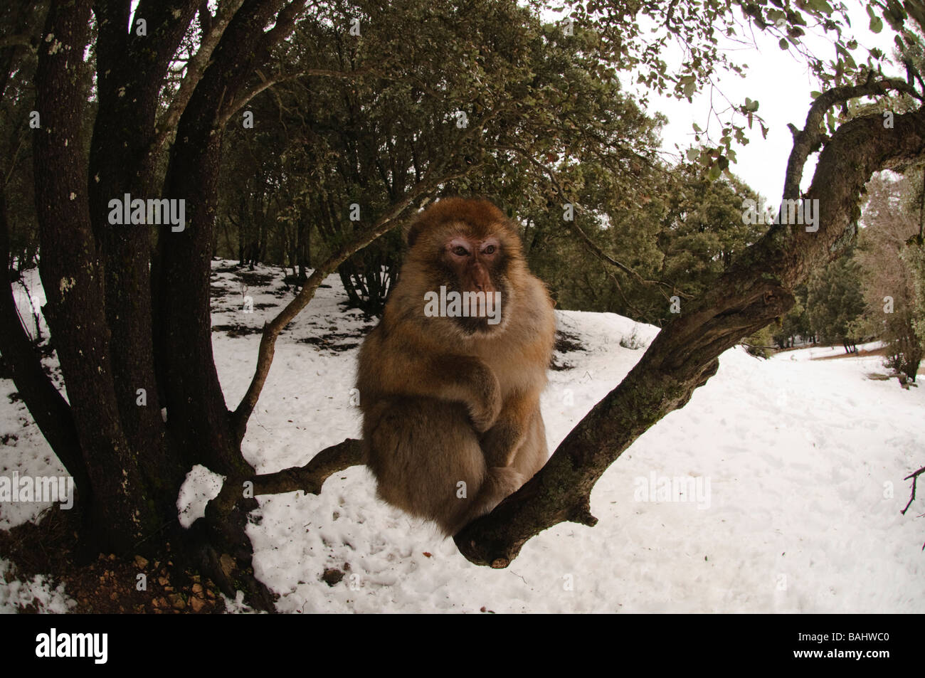 Young Barbary Macaque Macaca sylvanus sitting on trees in the cedar ...