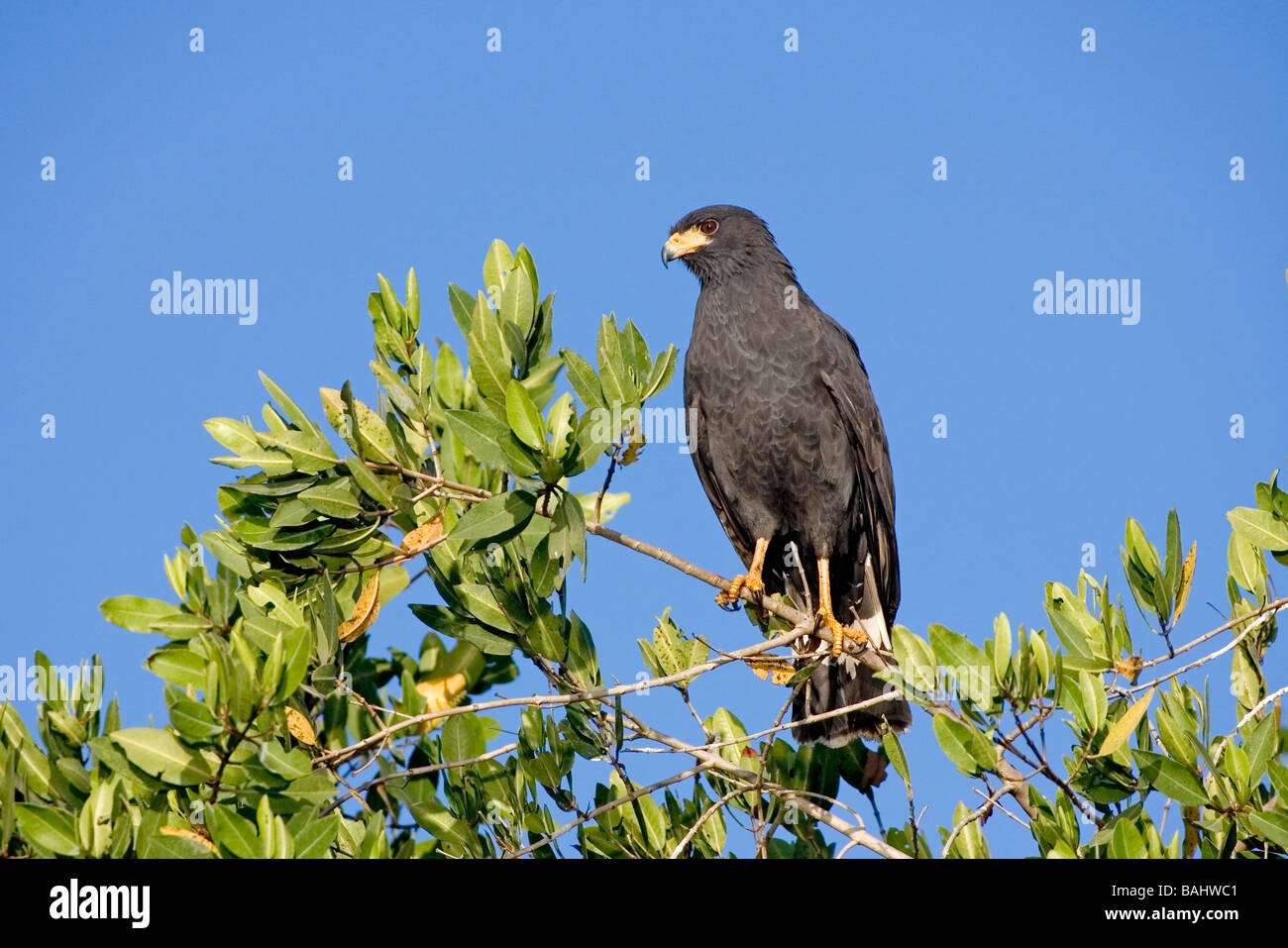 Common Black Hawk Buteogallus anthracinus San Blas Nayarit Mexico 28 ...