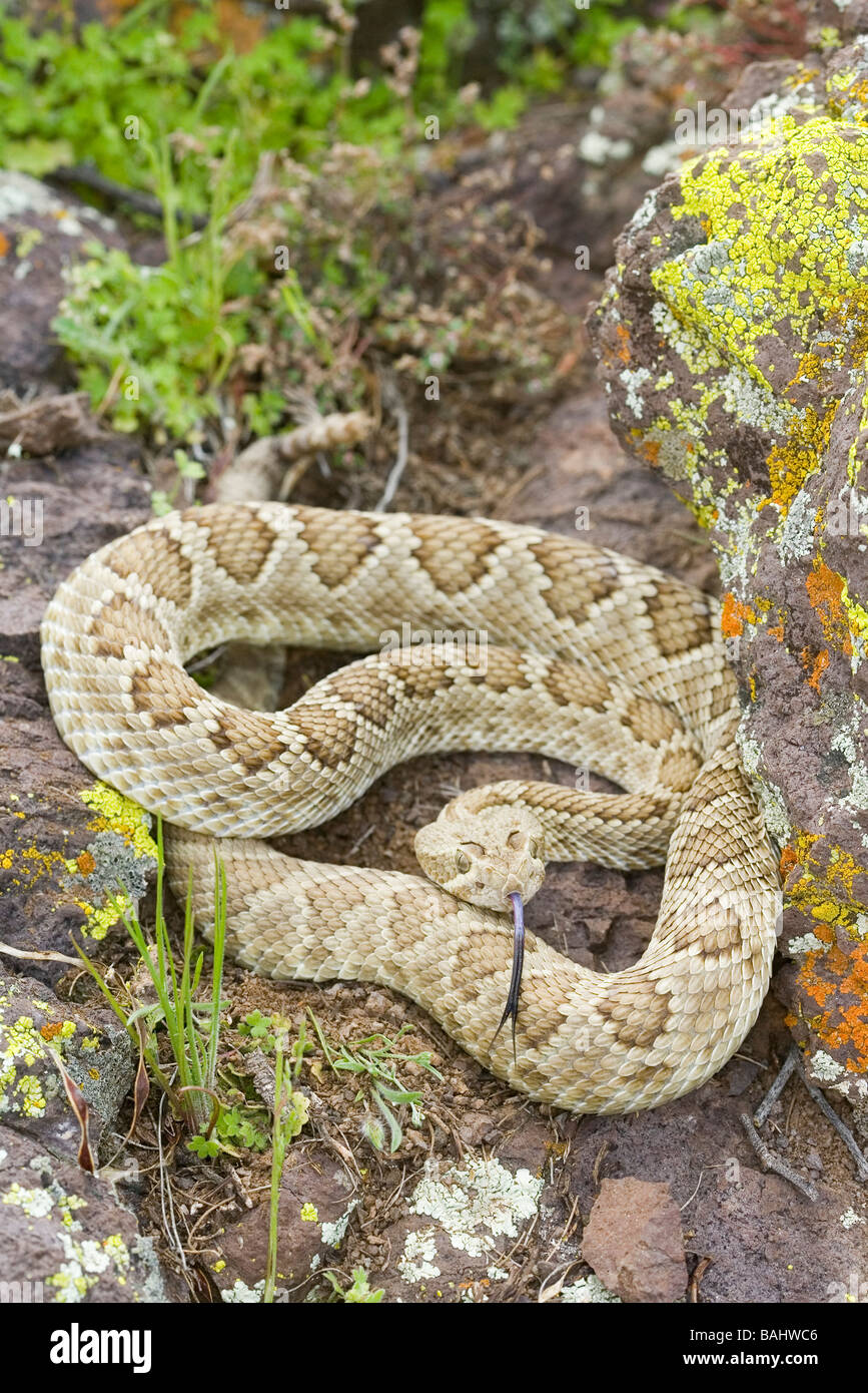 Ground rattle snake hi-res stock photography and images - Alamy