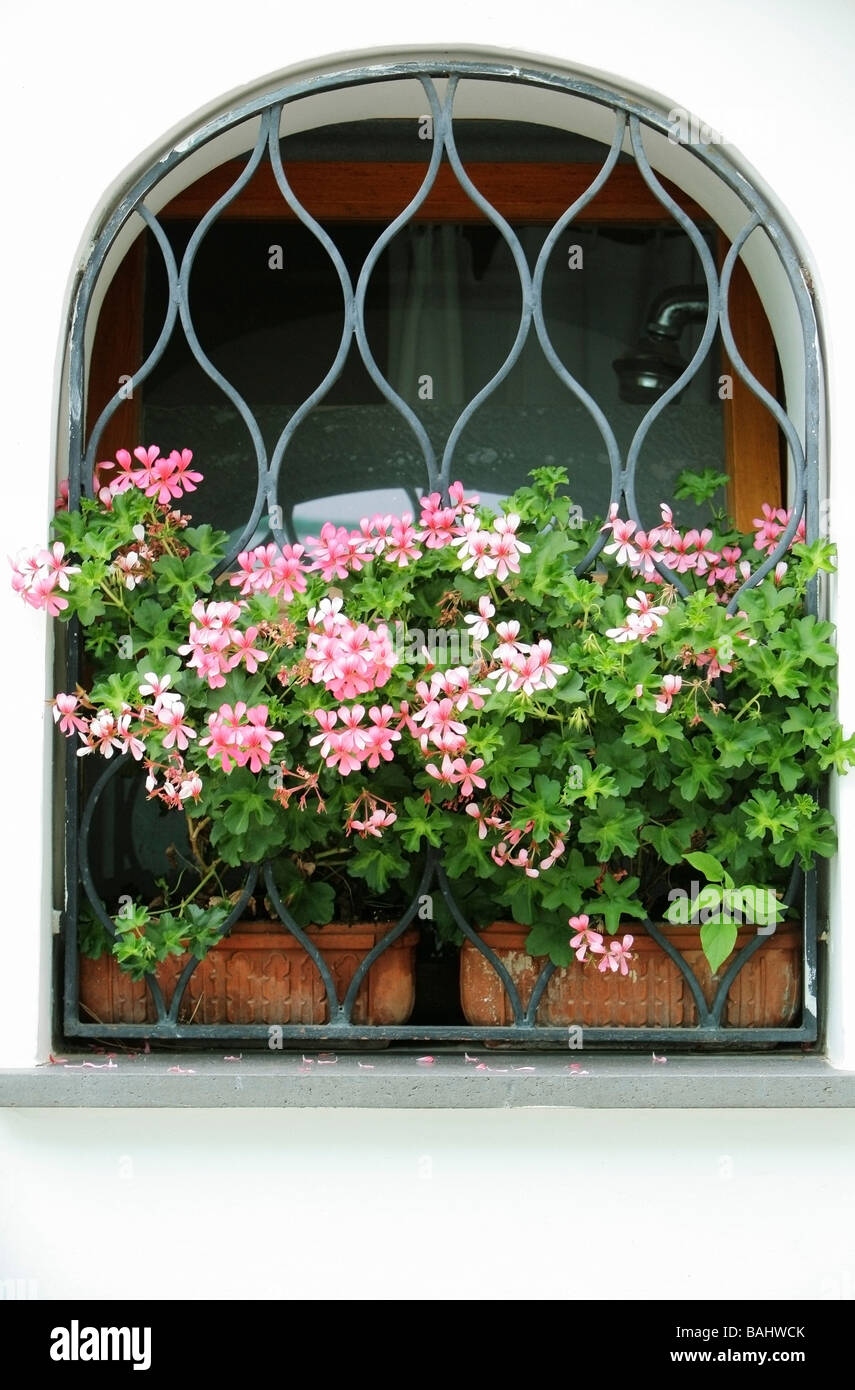 Pink flowers in a window Stock Photo - Alamy