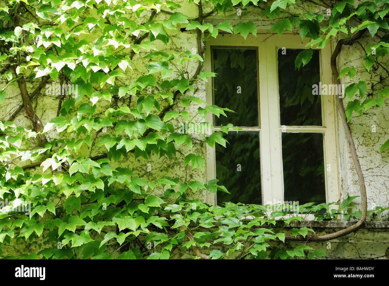 Vines growing on building exteriors hi-res stock photography and images ...