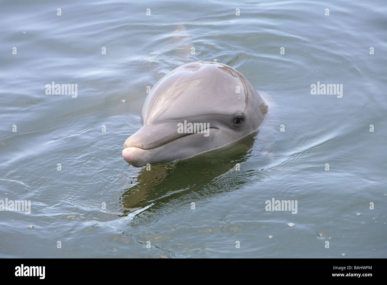 Dolphins are marine mammals that are closely related to whales and ...