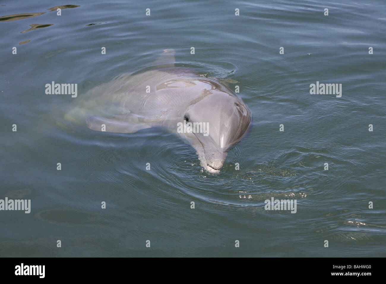 Dolphins are marine mammals that are closely related to whales and ...