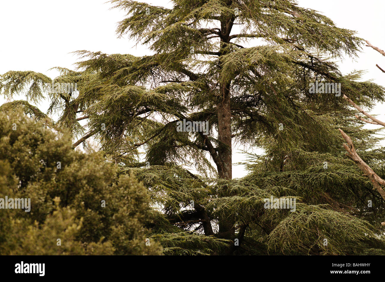 Cedar tree morocco hi-res stock photography and images - Alamy