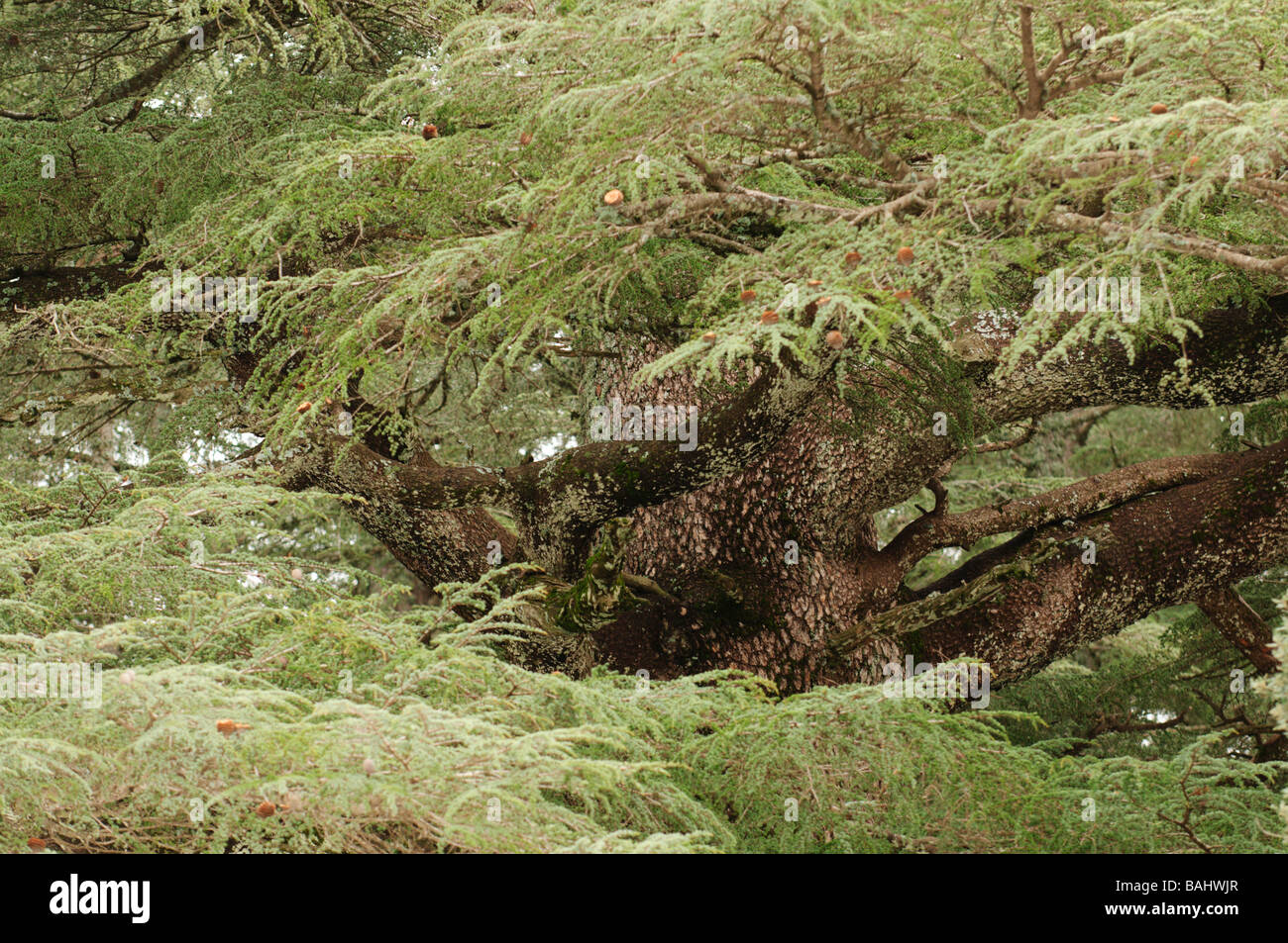 Atlas cedar tree morocco hi-res stock photography and images - Alamy