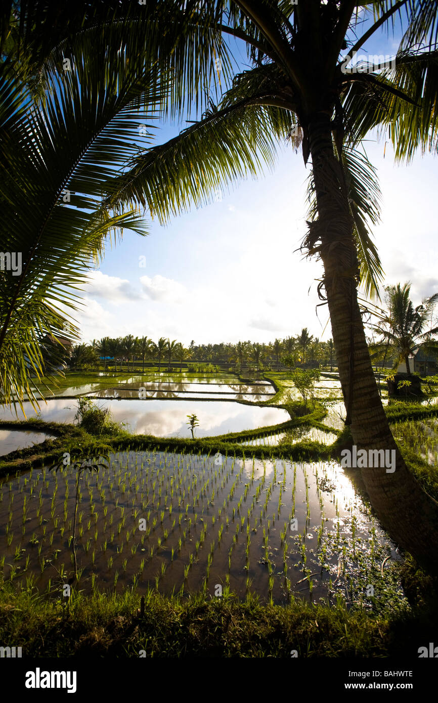 Indonesia, Bali. Rice fields, near Ubud. Coconut trees Stock Photo - Alamy