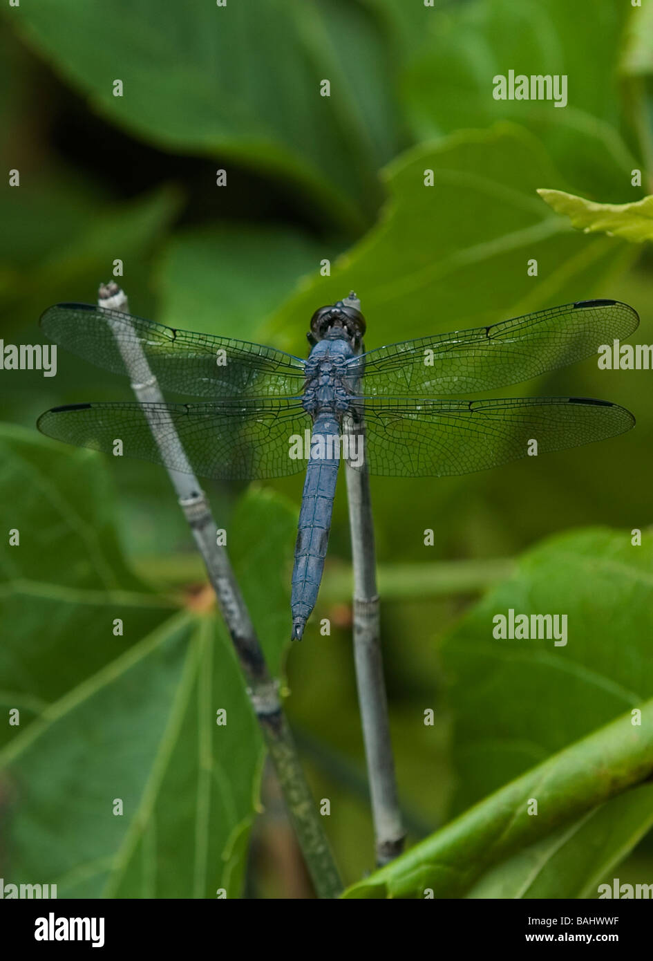 Blue dragonfly hi-res stock photography and images - Alamy