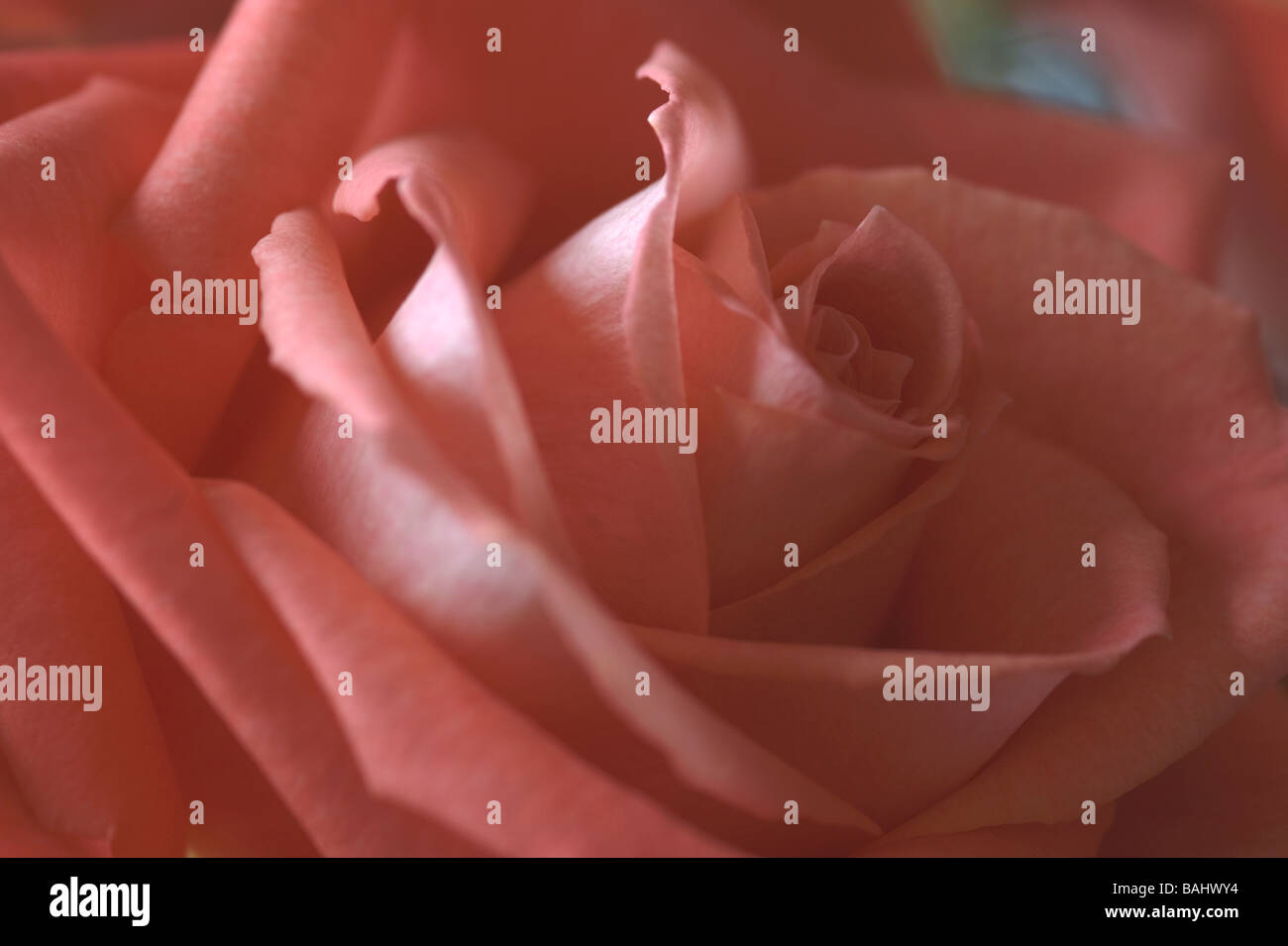 Close up on soft pink rose head in bloom Stock Photo - Alamy