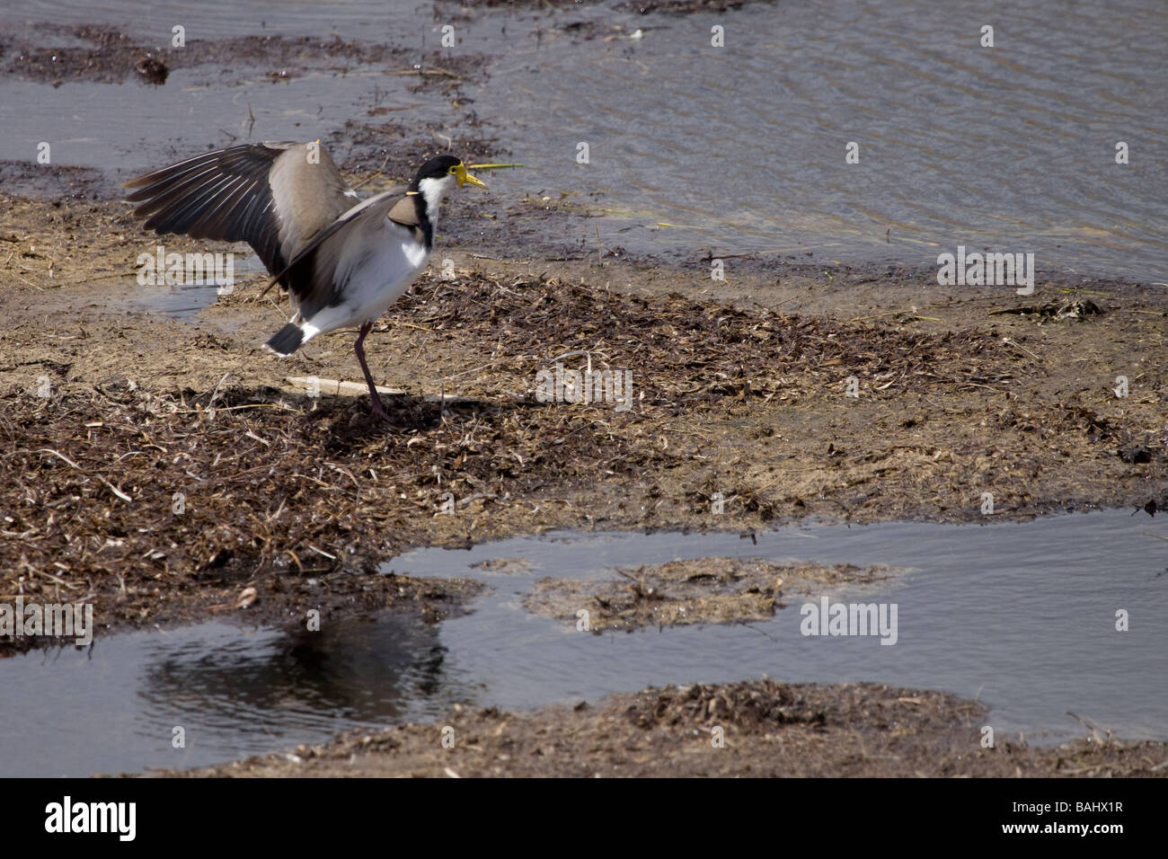 Bird landing on estuary Stock Photo - Alamy