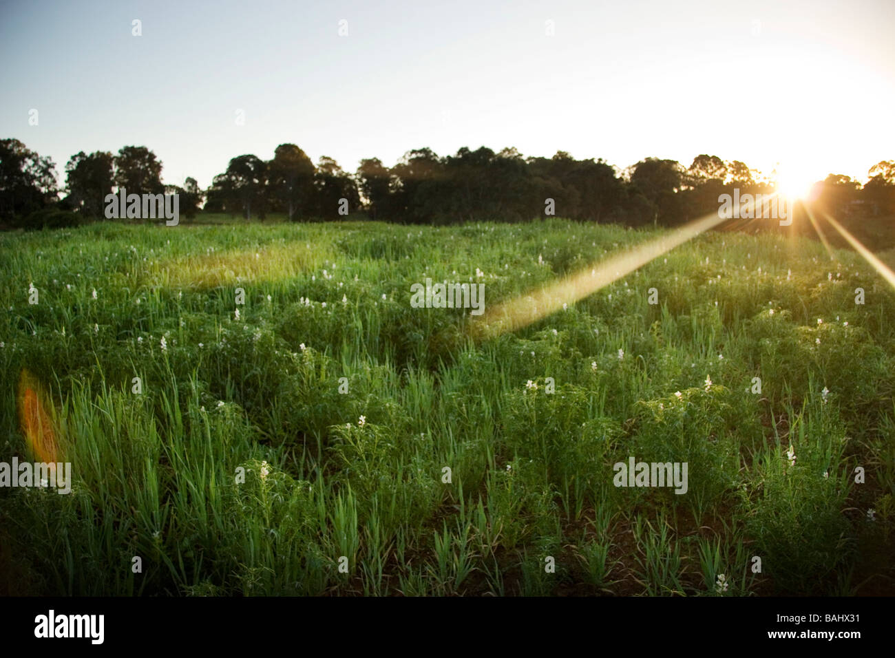 Field of green crops with sun shining through trees in background Stock ...