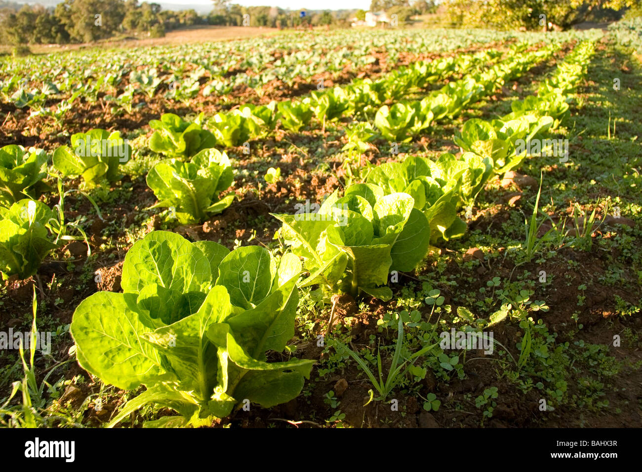 Rows of lettuce growing on organic farm in sunshine Stock Photo - Alamy