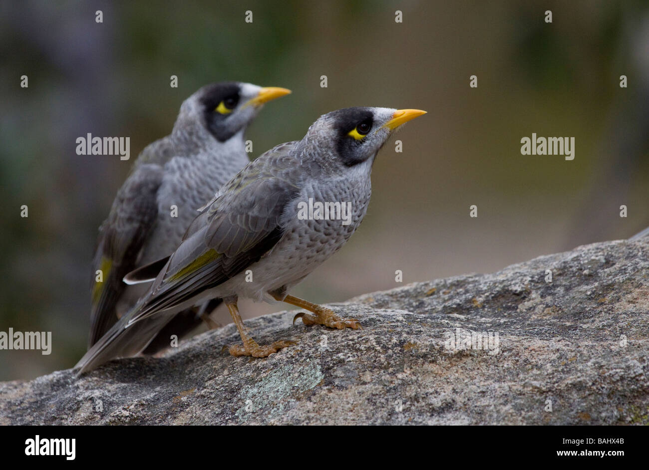Two Noisy Minors Stock Photo - Alamy