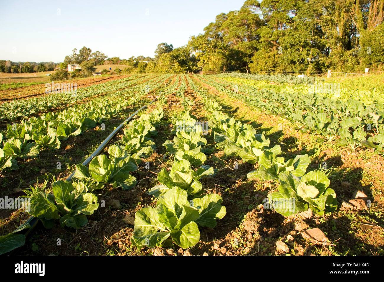Rows of Lettuce growing on organic farm Stock Photo - Alamy