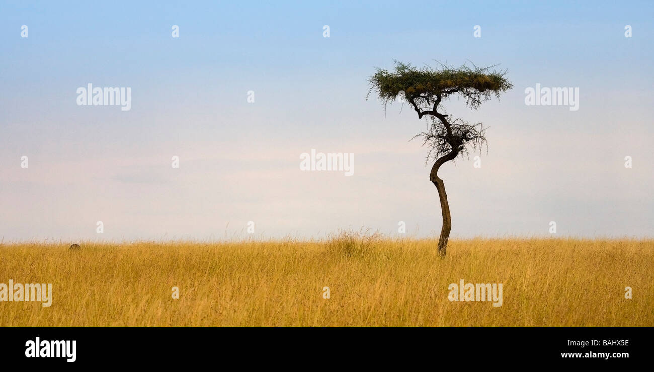 Acacia tree landscape kenya hi-res stock photography and images - Alamy