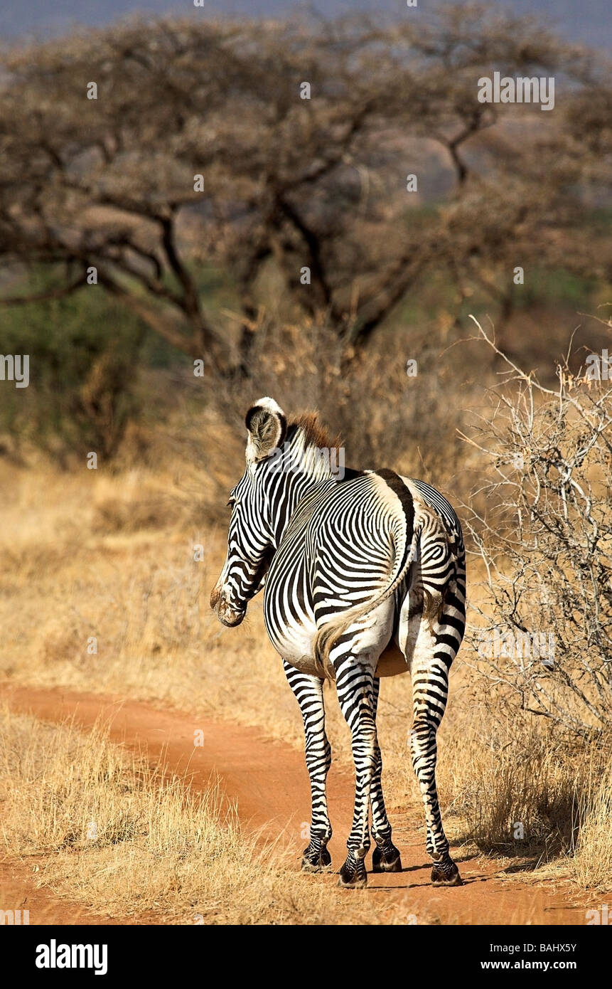 Samburu National Reserve, Kenya; Grevy's Zebra (Equus grevyi Stock ...