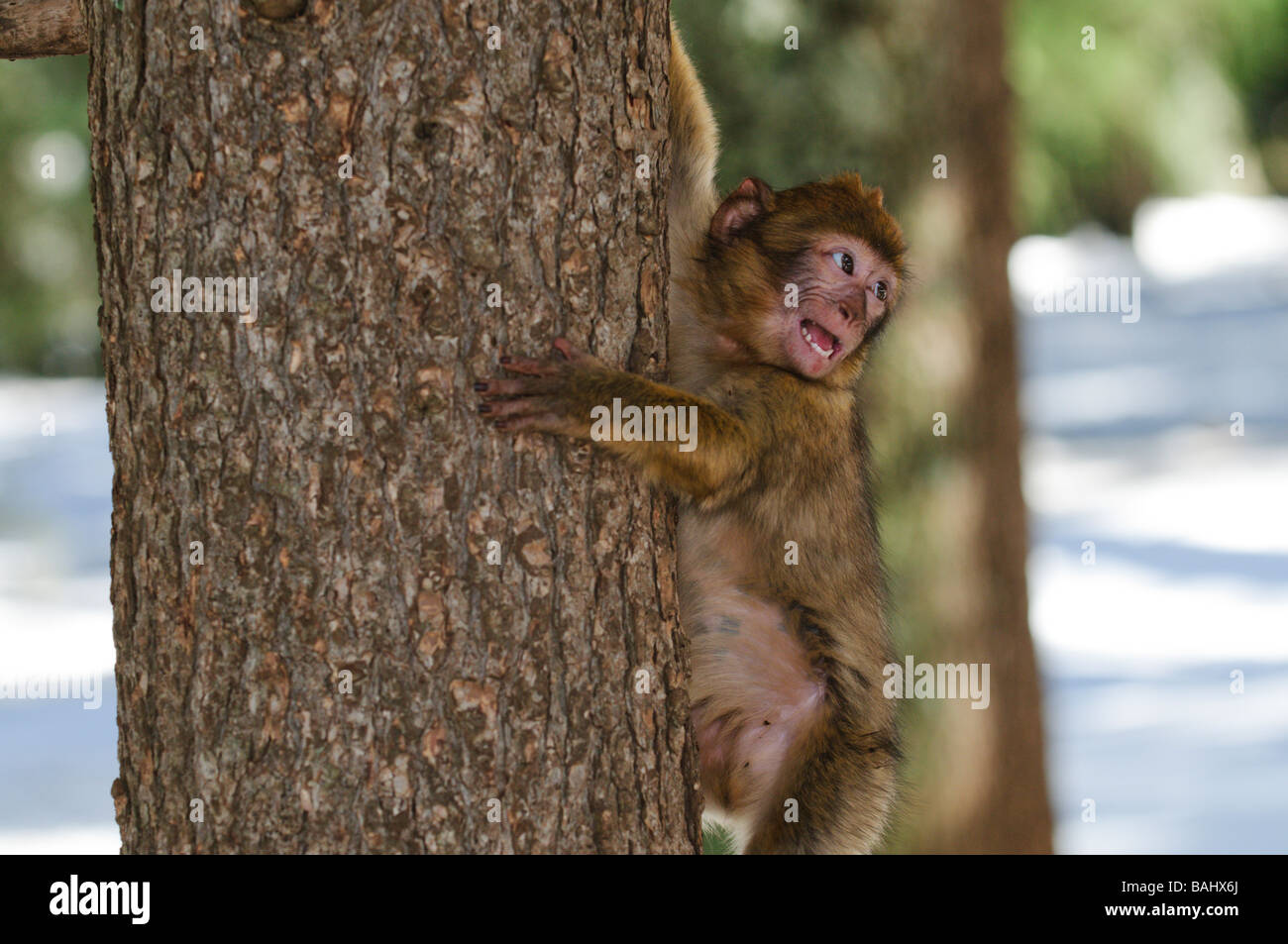 Young Barbary Macaque Macaca sylvanus sitting on trees in the cedar ...
