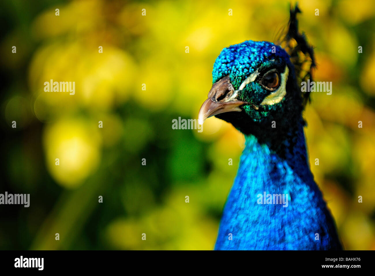 Warwick castle bird eagle hi-res stock photography and images - Alamy