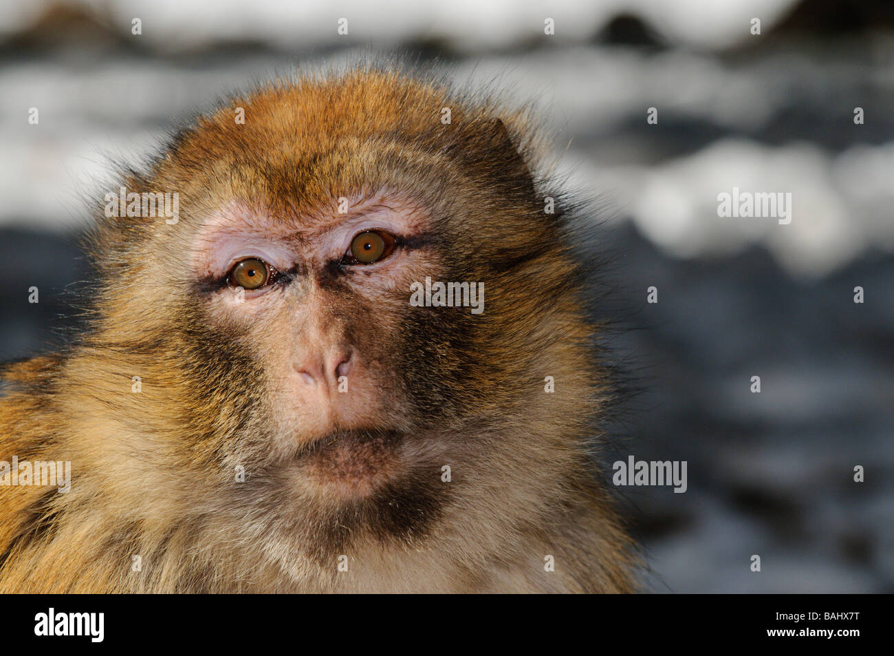 Planta de pinaceae hi-res stock photography and images - Alamy