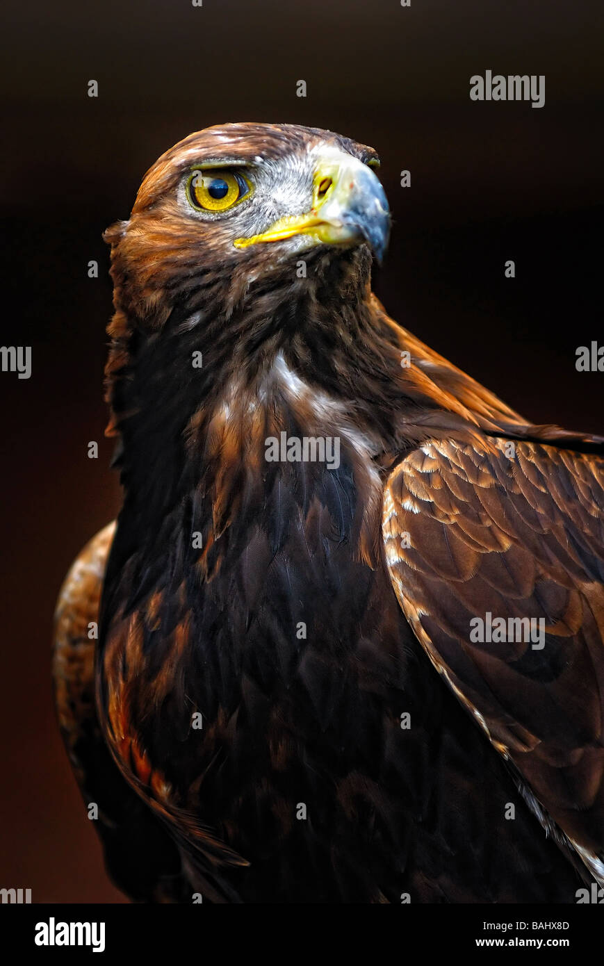 Eagle at Warwick Castle Stock Photo - Alamy