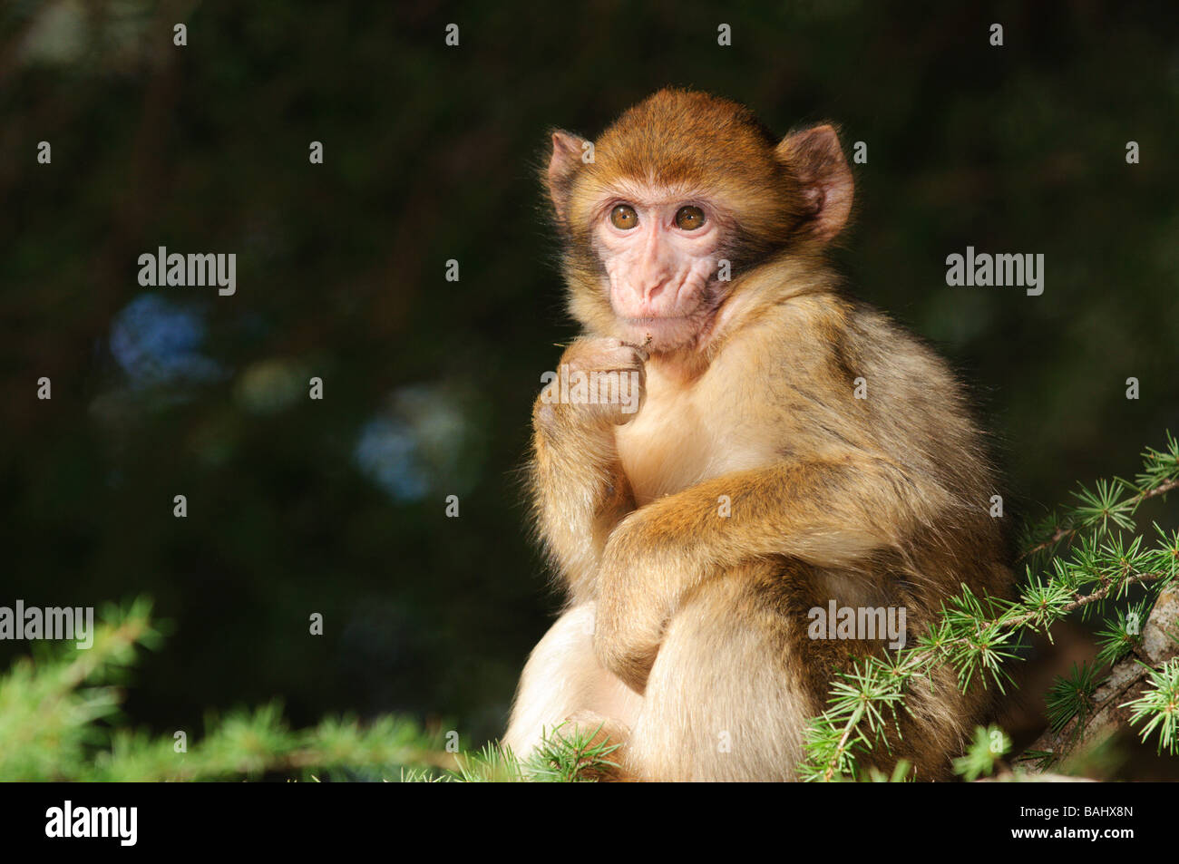 Young Barbary Macaque Macaca sylvanus sitting on trees in the cedar ...