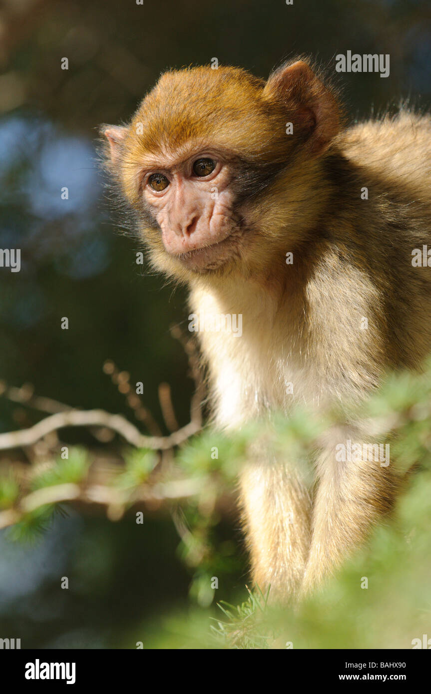 Young Barbary Macaque Macaca sylvanus sitting on trees in the cedar ...