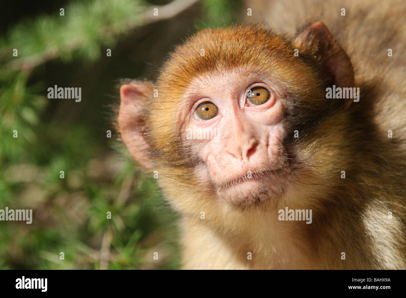 Anatomy atlas hi-res stock photography and images - Alamy