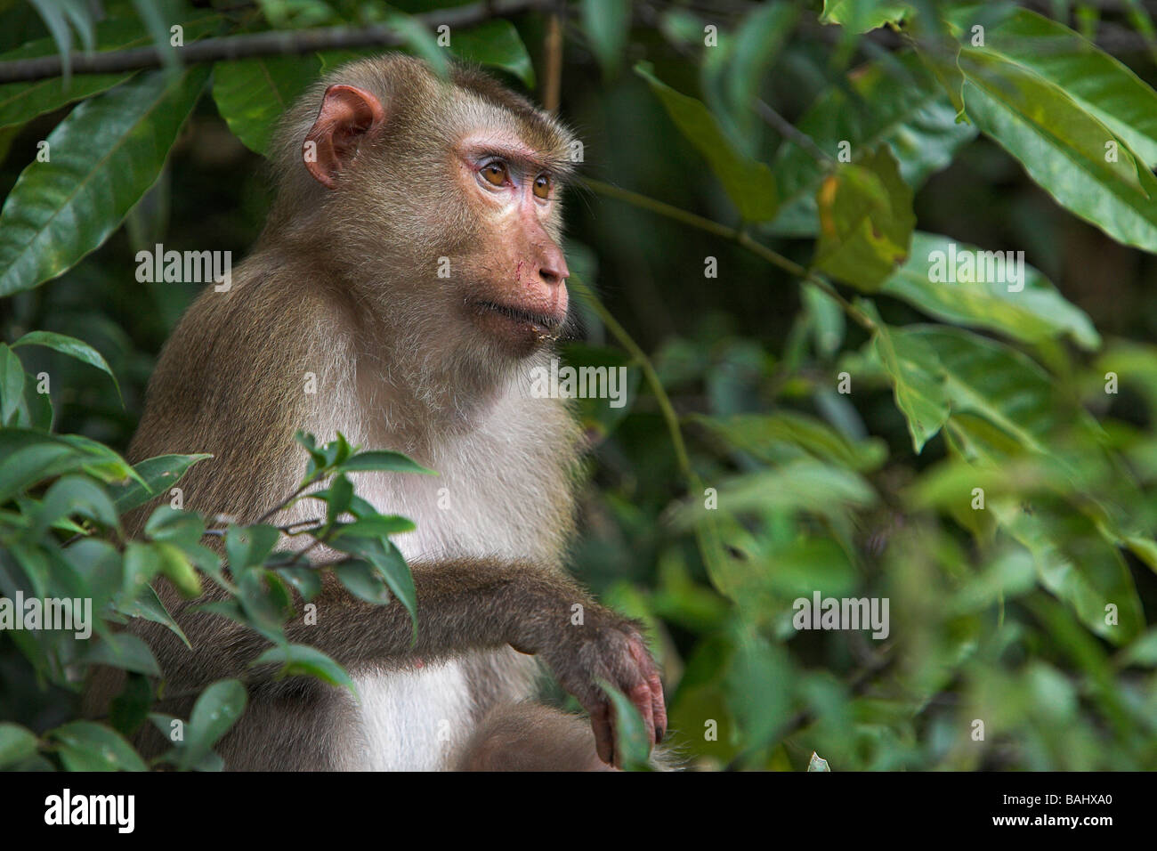 Khao Yai National Park, Thailand, Asia; Monkey in a tree Stock Photo ...