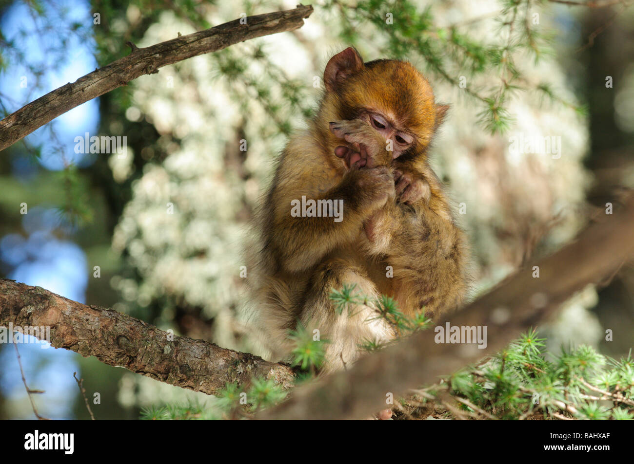 Young Barbary Macaque Macaca sylvanus sitting on trees in the cedar ...