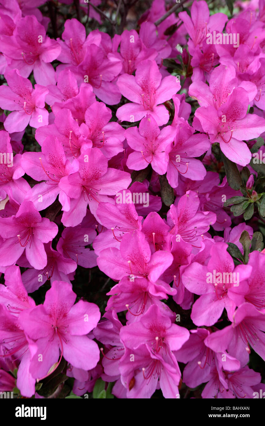 Rhododendron flowers bloom in garden Stock Photo - Alamy
