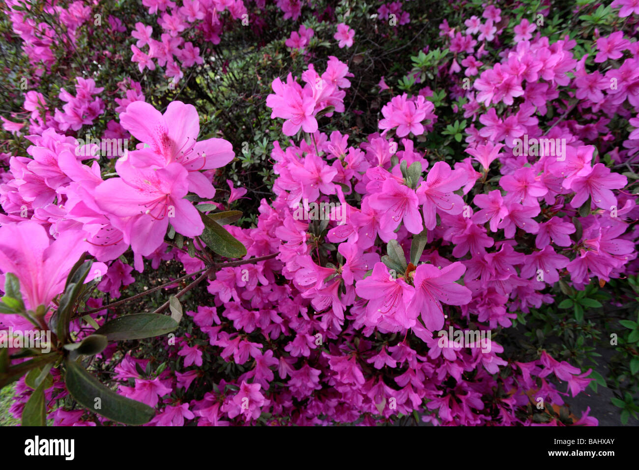 Rhododendron flowers bloom in garden Stock Photo - Alamy