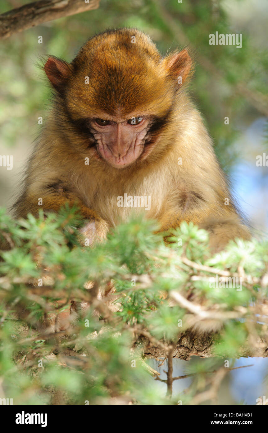 Young Barbary Macaque Macaca sylvanus sitting on trees in the cedar ...