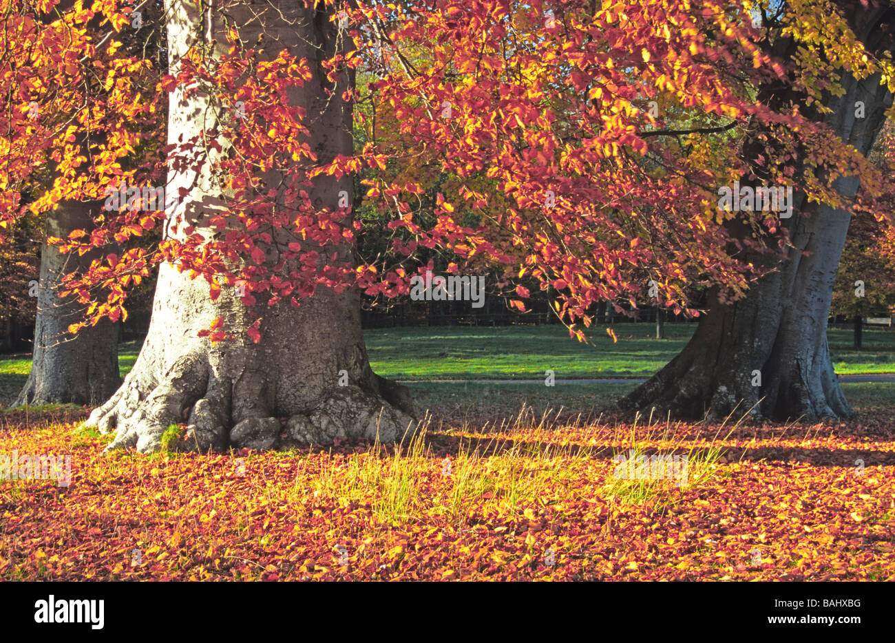 Beech trees in autumn foliage Stock Photo - Alamy