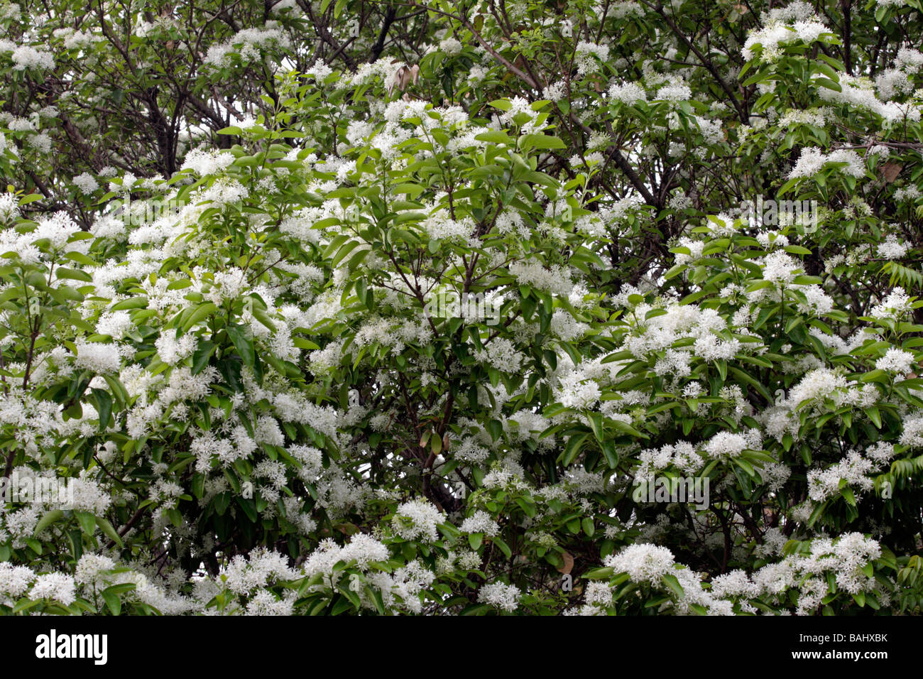 Flowers of Tung oil tree bloom in spring Stock Photo - Alamy