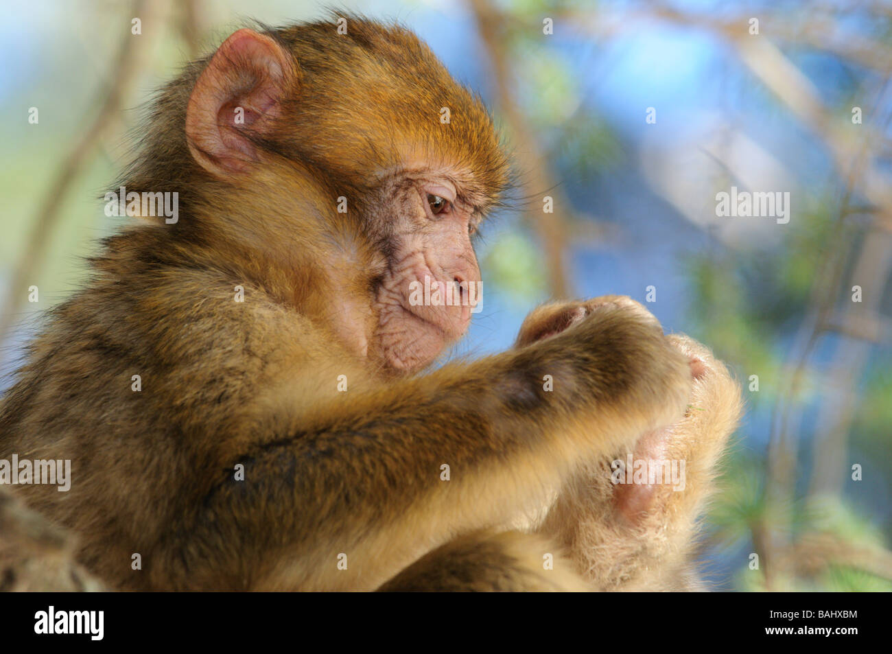 Planta de pinaceae hi-res stock photography and images - Alamy