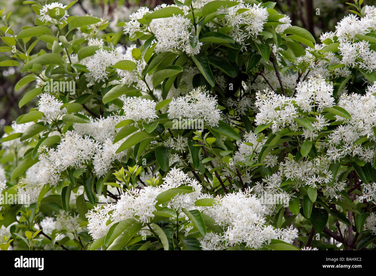 Aluerites hi-res stock photography and images - Alamy