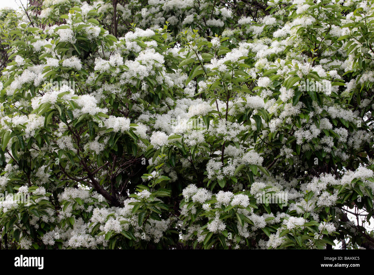 Flowers of Tung oil tree bloom in spring Stock Photo - Alamy