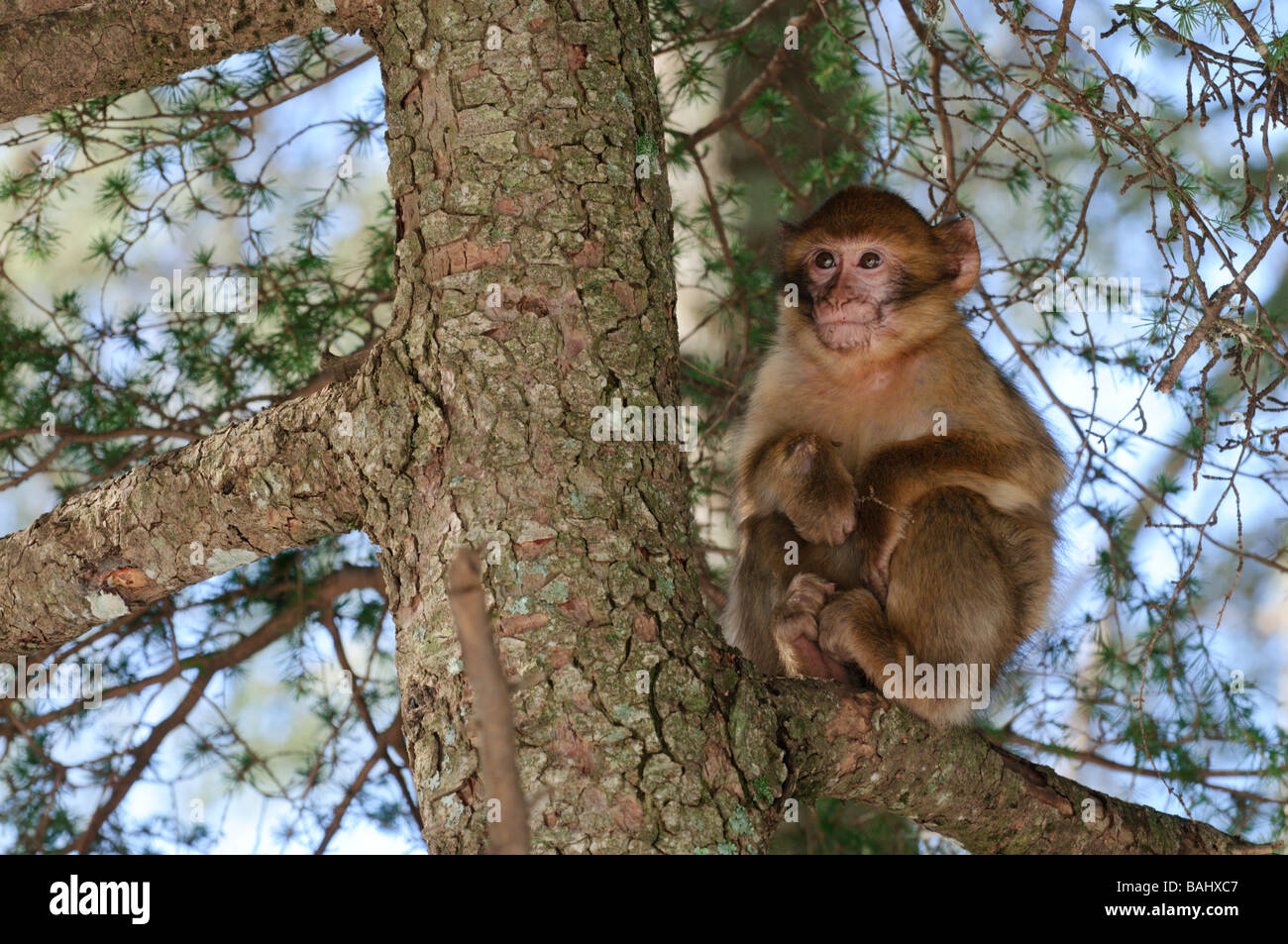 Young Barbary Macaque Macaca sylvanus sitting on trees in the cedar ...