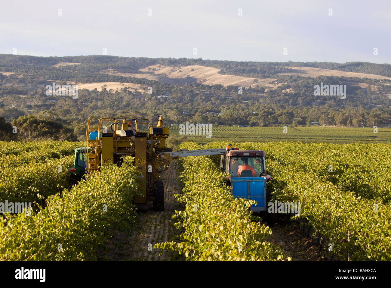 vine vinyard harvesting crop grapes viticulture Stock Photo - Alamy