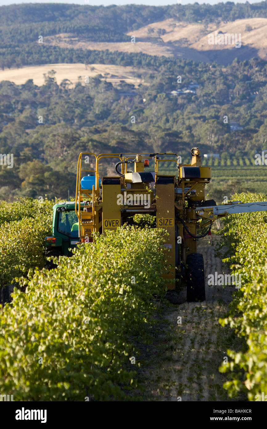 vine vinyard harvesting crop grapes viticulture Stock Photo - Alamy