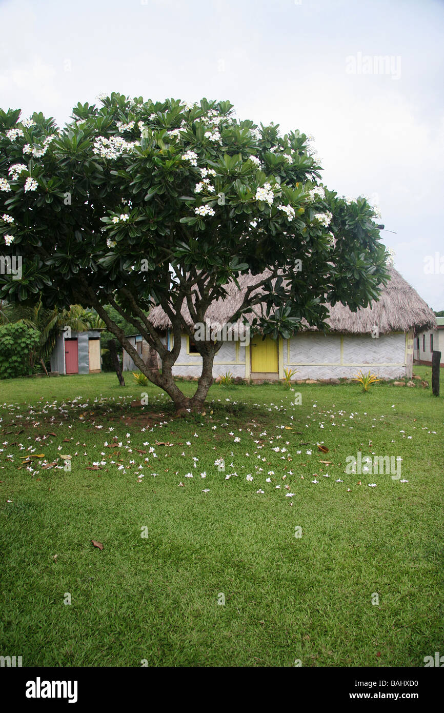 Frangipani tree and hut in Fiji village Stock Photo - Alamy
