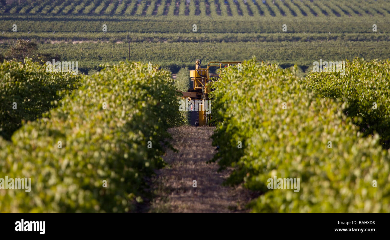 vine vinyard harvesting crop grapes viticulture Stock Photo - Alamy
