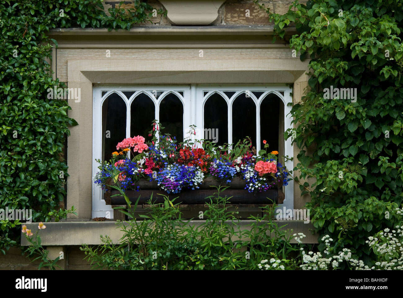 Geraniums lobelia hi-res stock photography and images - Alamy