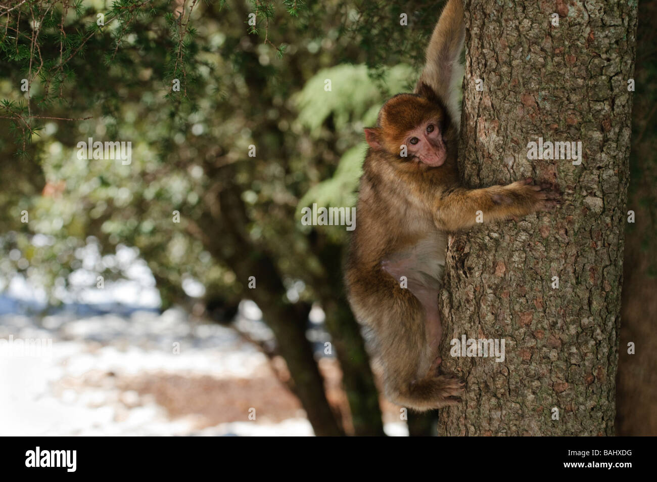 Monkey aspect hi-res stock photography and images - Alamy