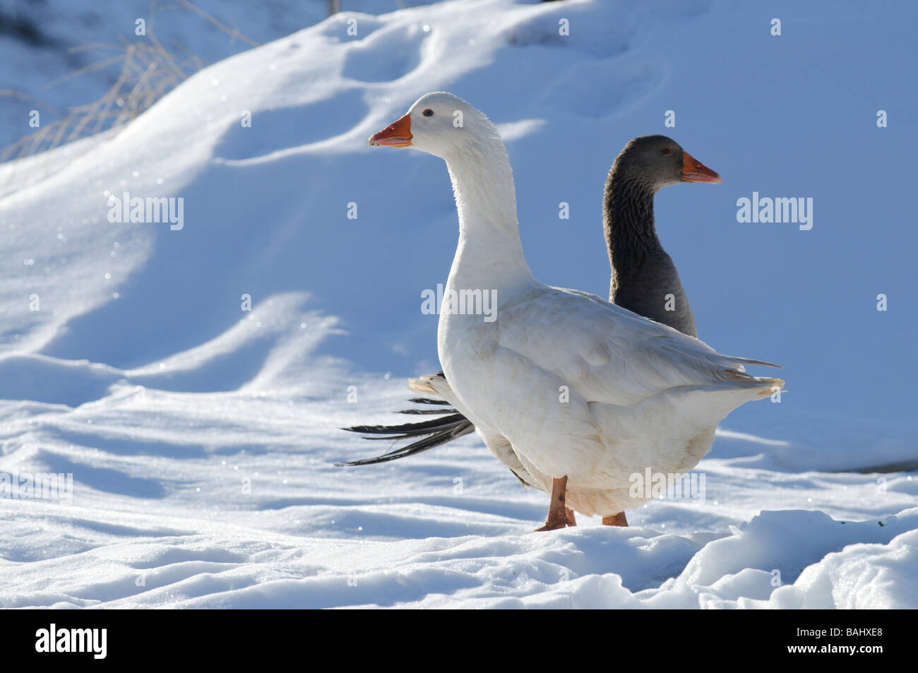Common geese hi-res stock photography and images - Alamy
