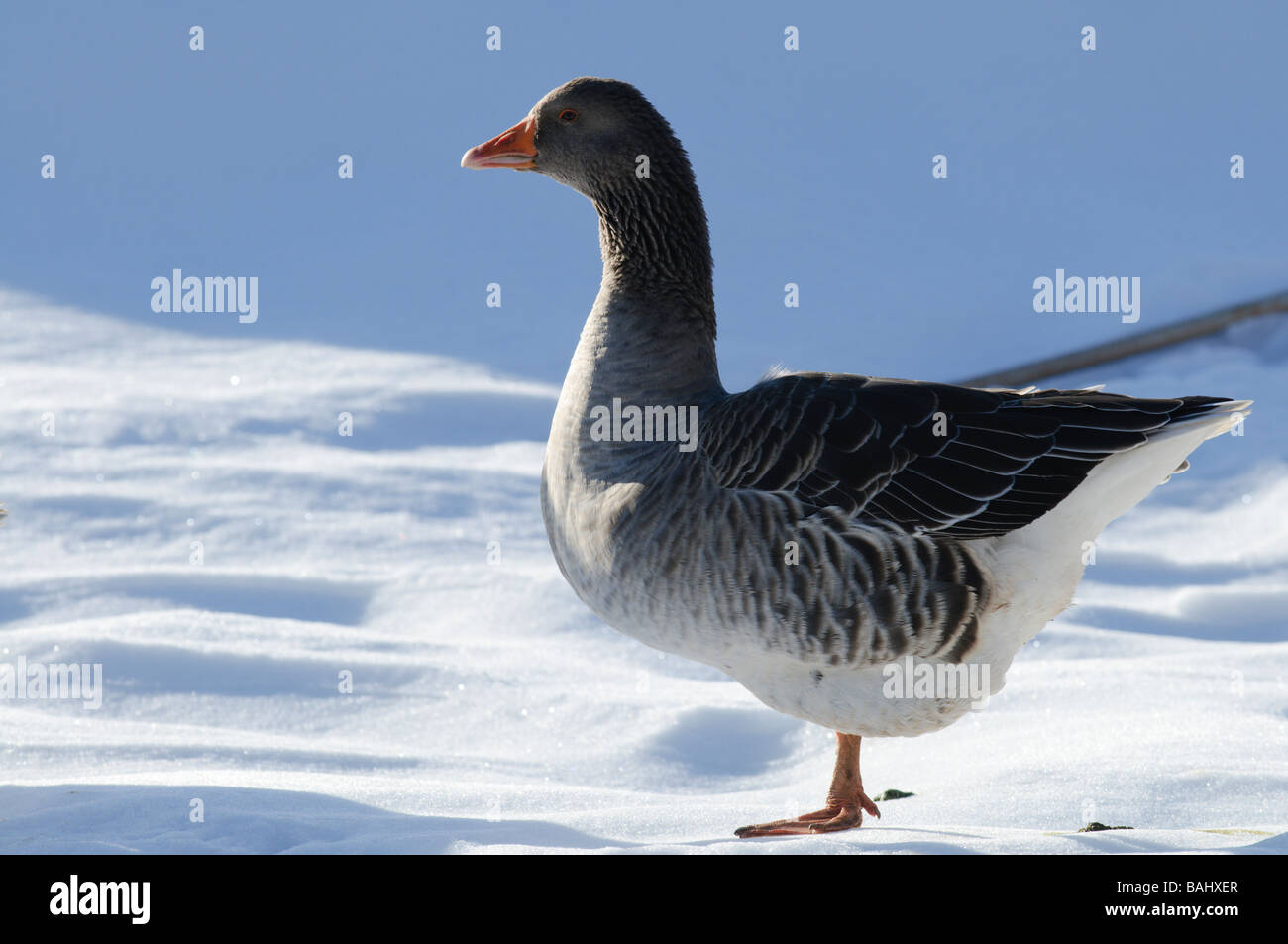 Common domestic Geese in the snow Azrou Morocco Stock Photo - Alamy