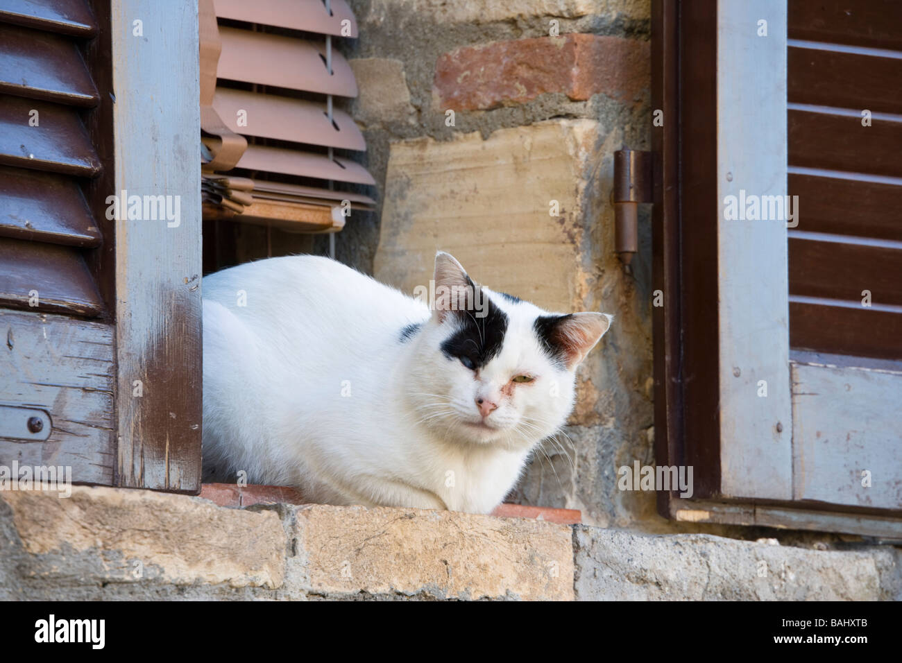 Tom cat sits in a shuttered window opening at San Gimignano, Tuscany ...