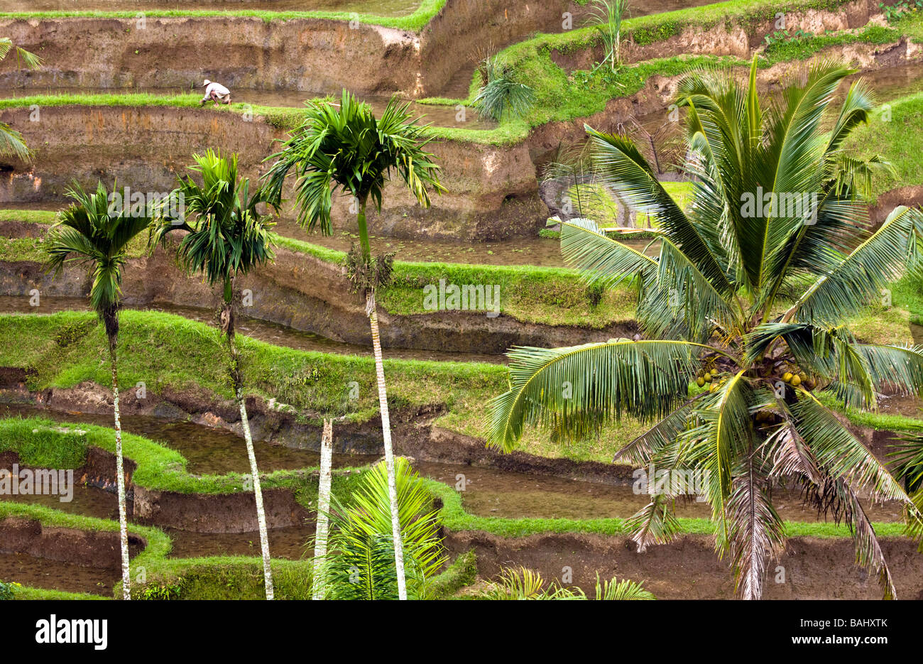 Indonesia, Bali. Tenggalang. Rice terraces. Coconut trees, farmer Stock ...