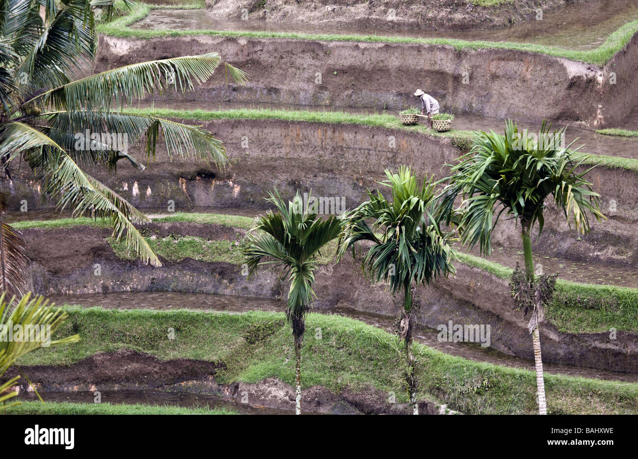 Tenggalang hi-res stock photography and images - Alamy